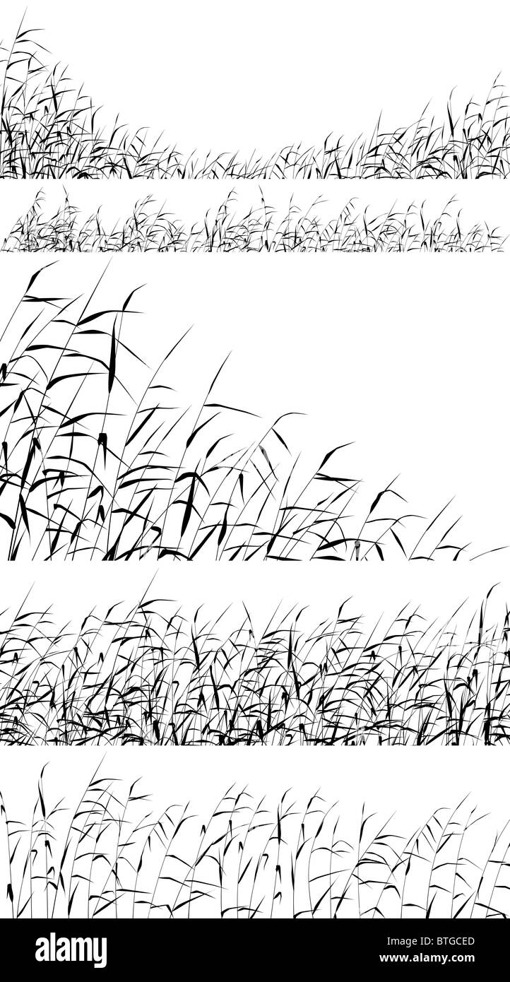 Fringe of reeds Black and White Stock Photos & Images - Alamy