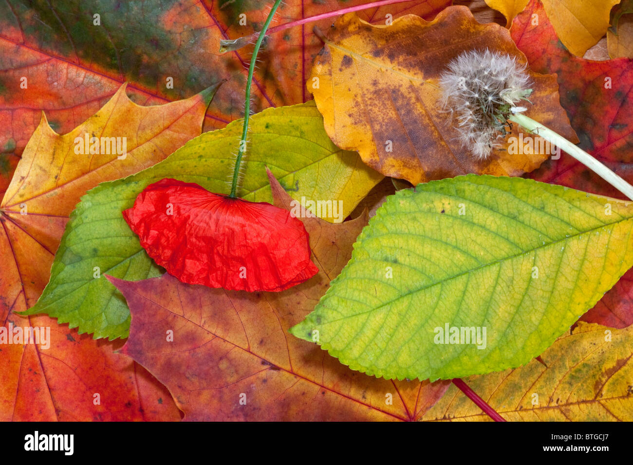 Poppy head autumn hi-res stock photography and images - Alamy