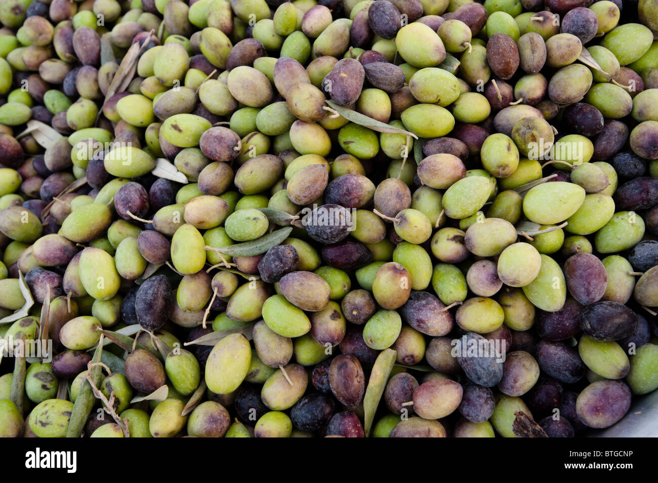 A pile of freshly picked Palestinian olives harvested by a fair trade ...