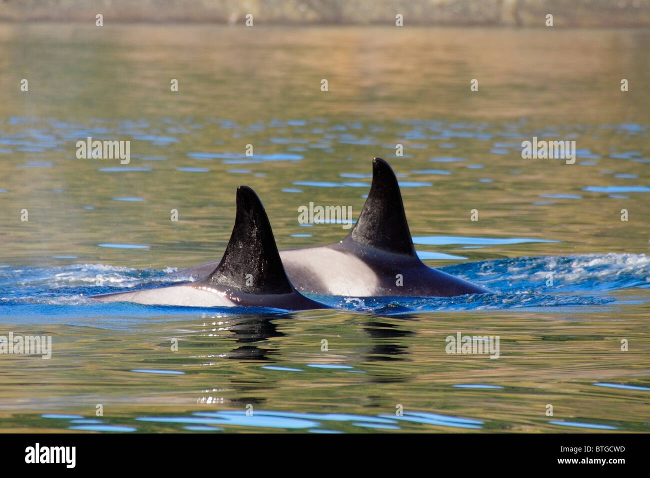 Two juvenile orca killer whales in Juan de Fuca Strait-Victoria ...