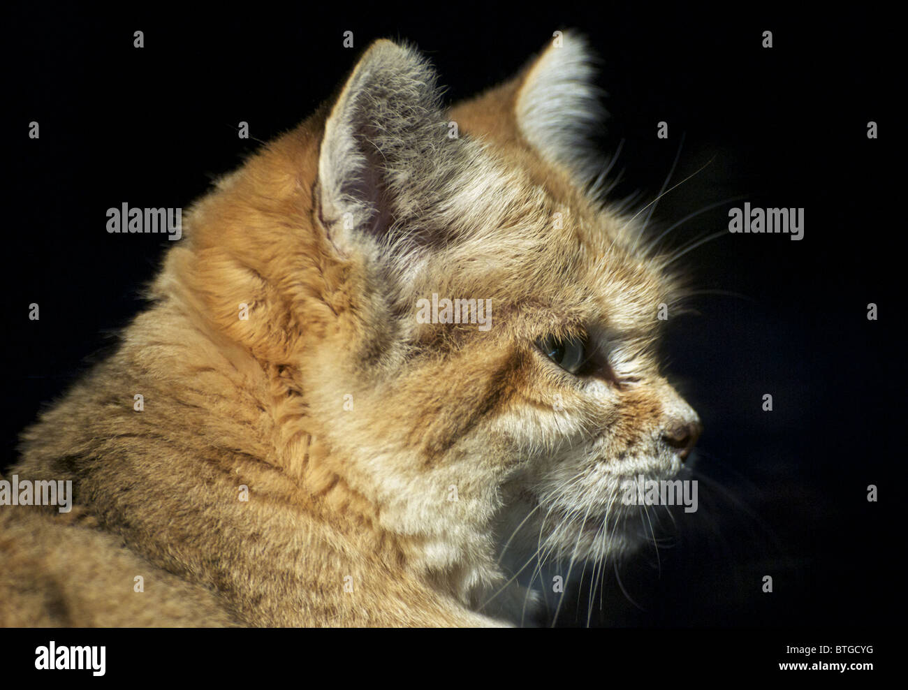 Male Arabian sand cat Stock Photo - Alamy