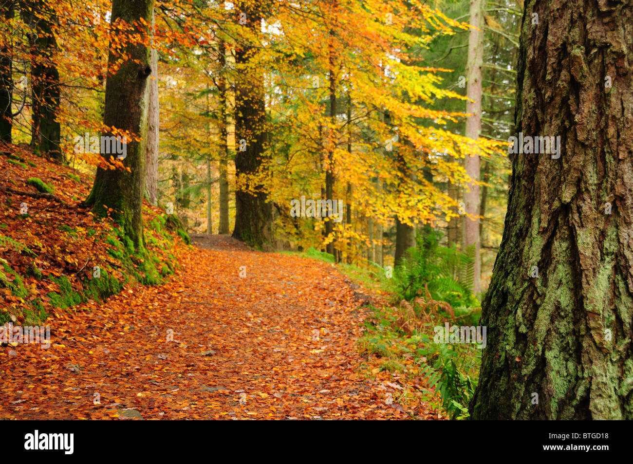 Woodlands in autumn in the English Lake District Stock Photo - Alamy