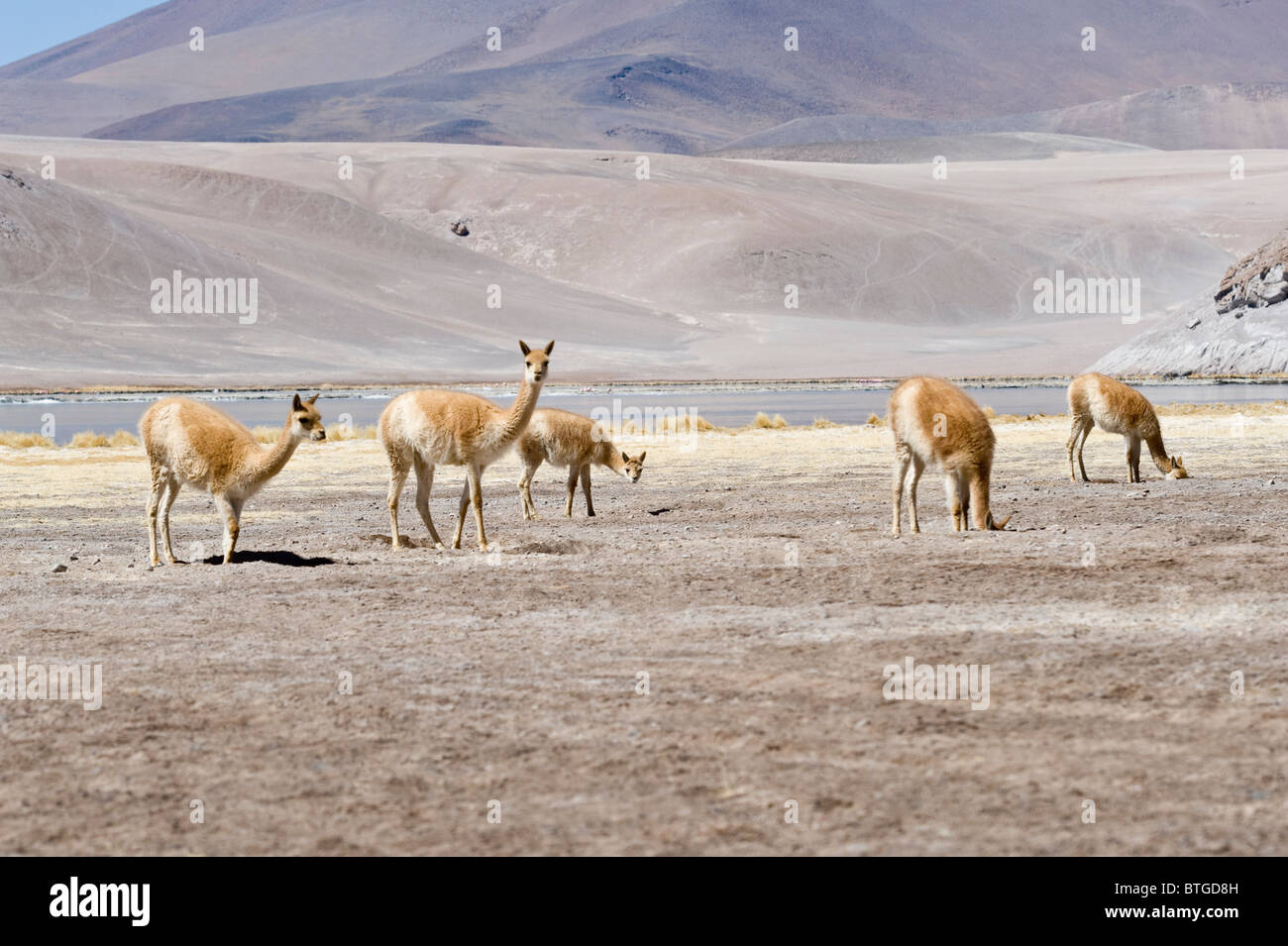 Vicuña (Vicugna vicugna) herd feeding on roots of plants in proximity ...