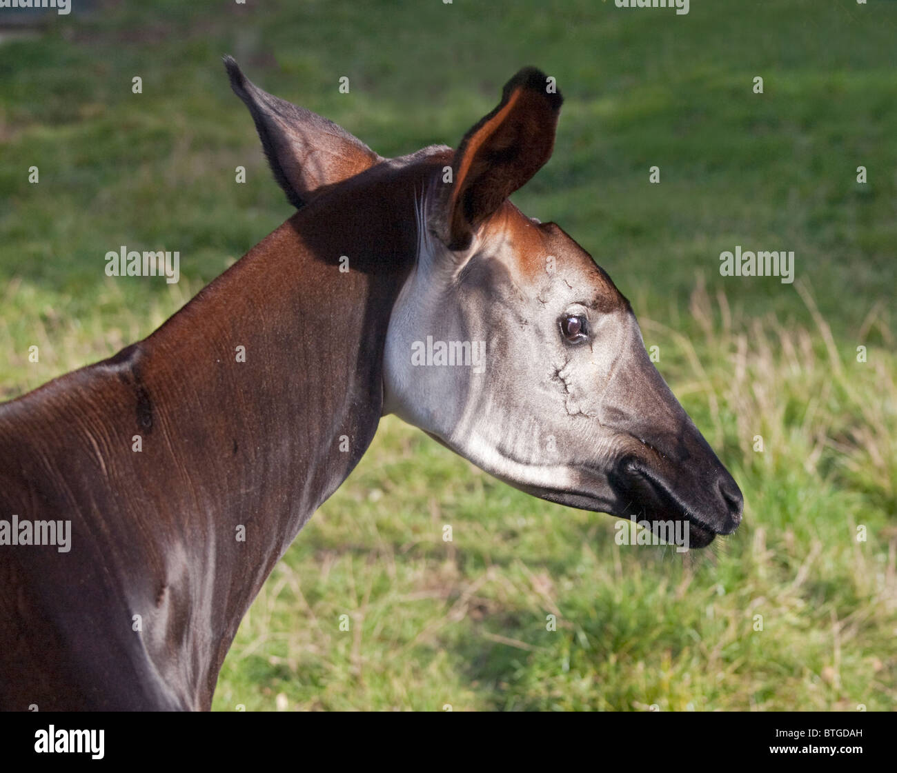 Okapi (okapia johnstoni Stock Photo - Alamy