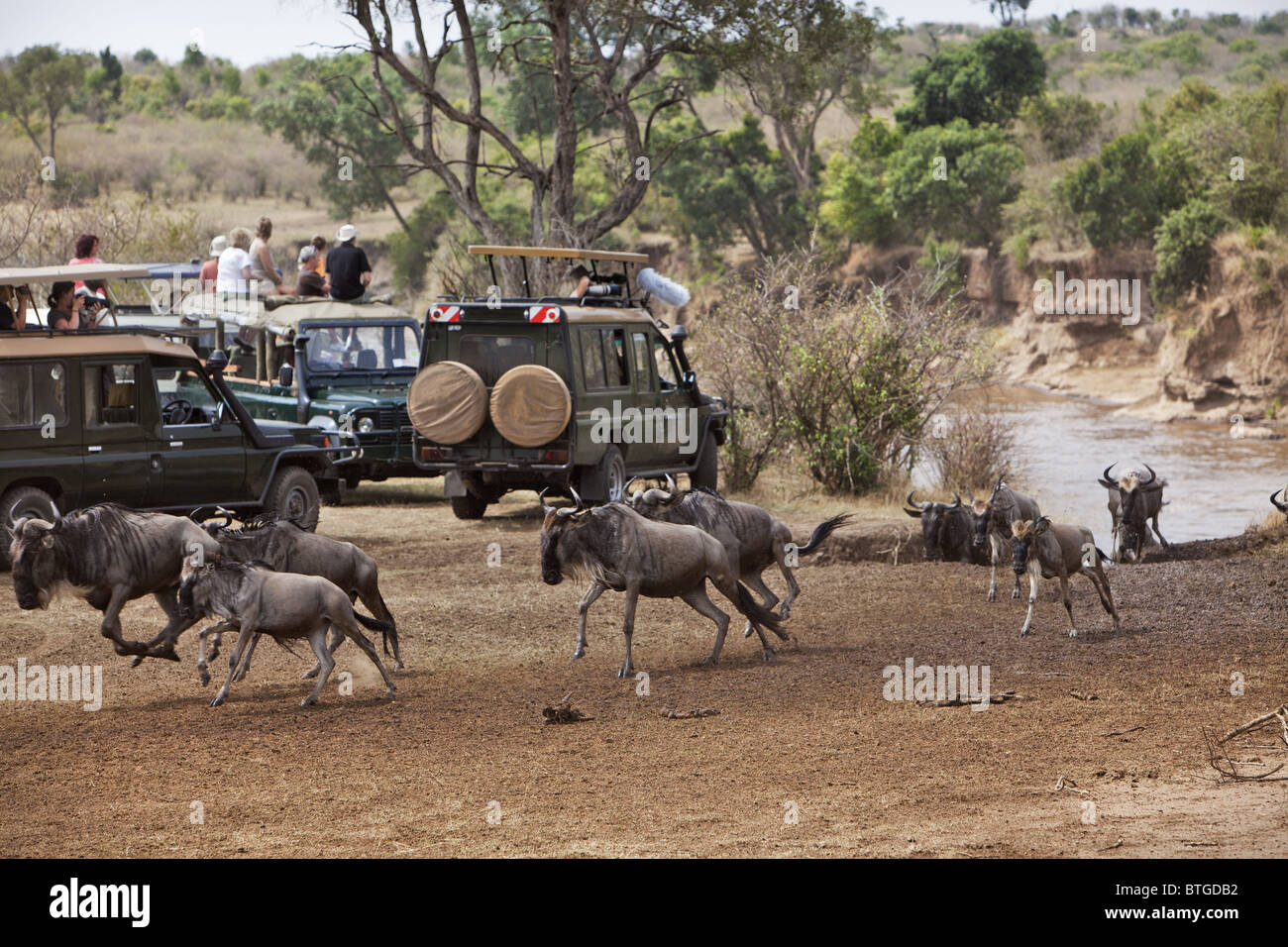 Tourists watching the wildebeest migration crossing the Mara river ...