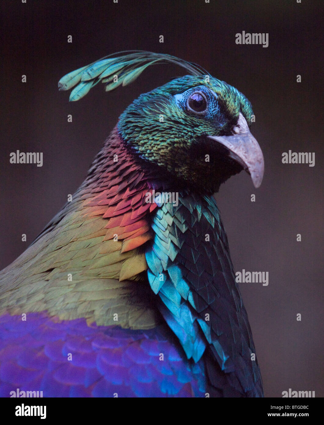Male Himalayan Monal ( lophophorus impejanus Stock Photo - Alamy