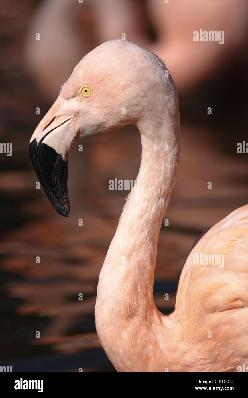 Emmen zoo hi-res stock photography and images - Alamy