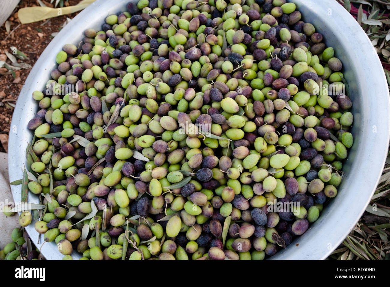 A pile of freshly picked Palestinian olives harvested by a fair trade ...