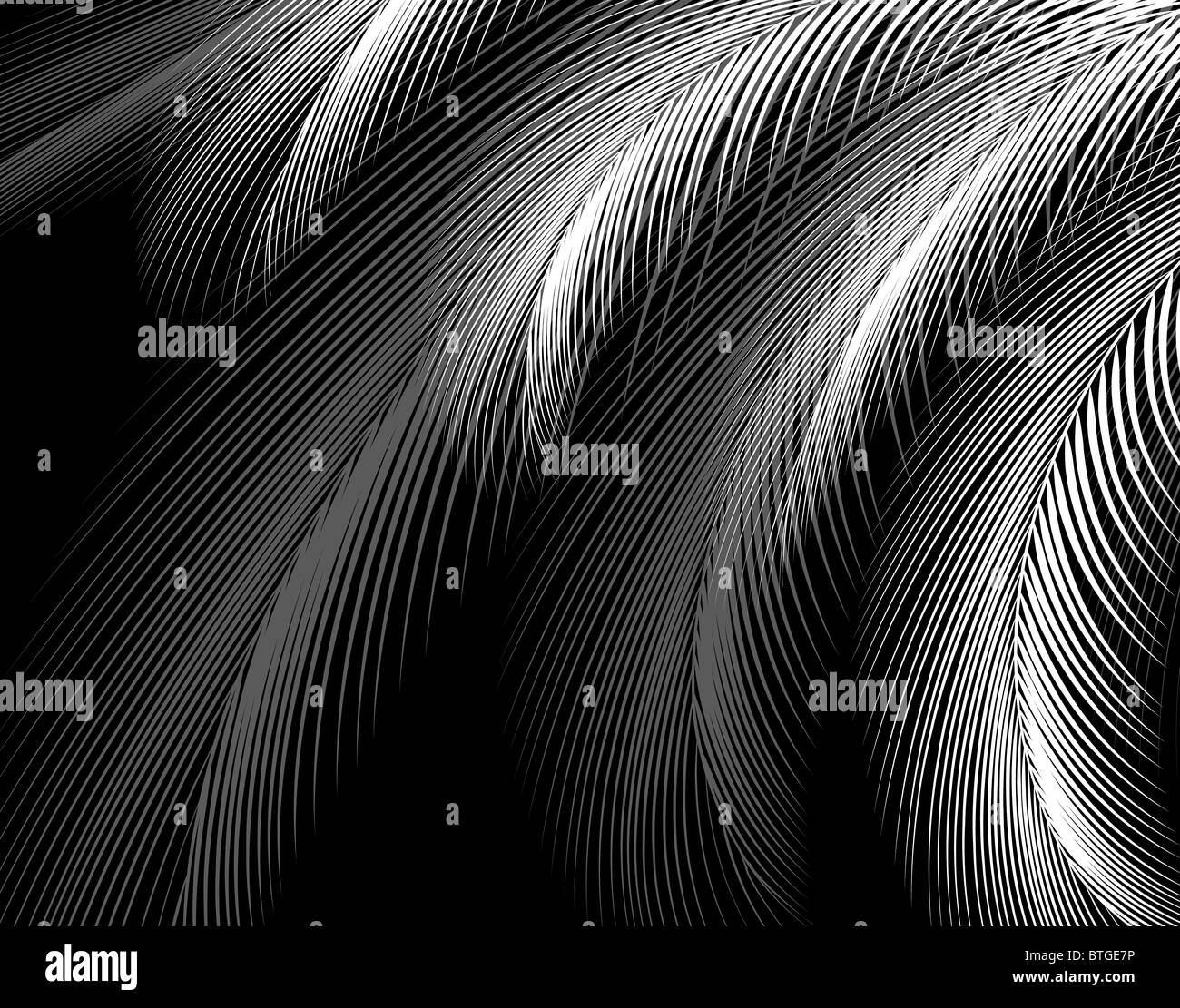 Fine feather Black and White Stock Photos & Images - Alamy