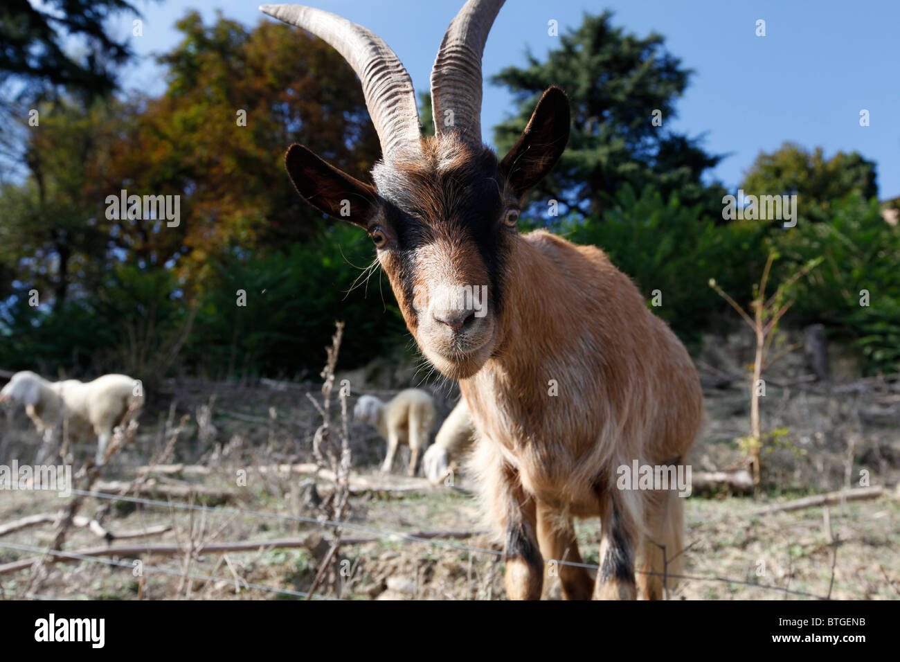 Goat nose hi-res stock photography and images - Alamy