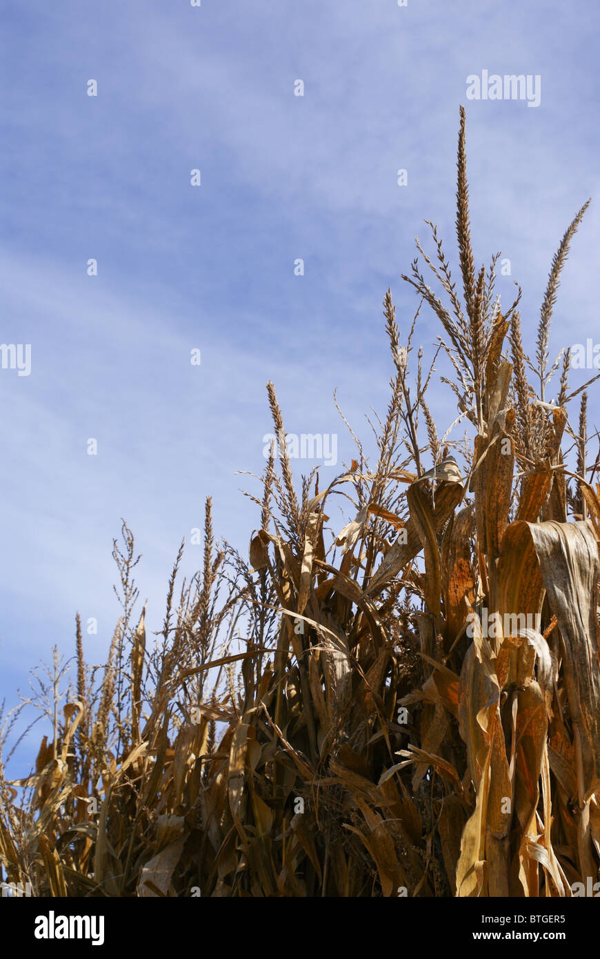 Dried corn stalks in Fall over blue sky in farm Stock Photo - Alamy