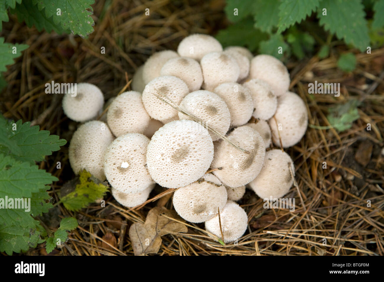 Puff ball fungi hi-res stock photography and images - Alamy