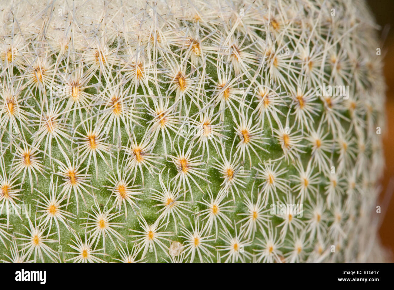Button Cactus spines Stock Photo - Alamy