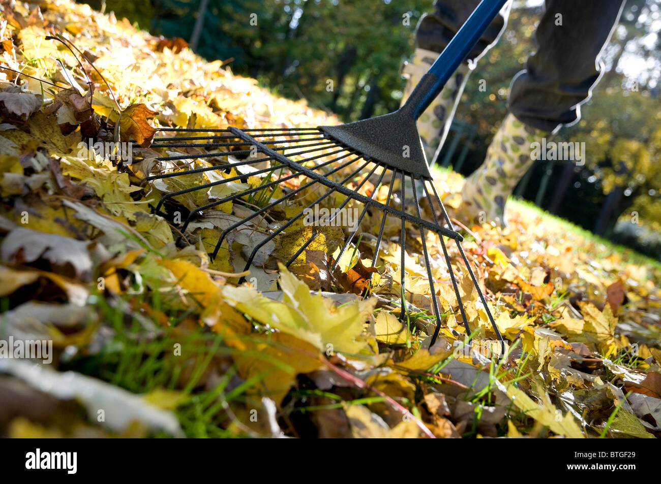 person gathering up autumn leaves with garden leaf rake Stock Photo - Alamy