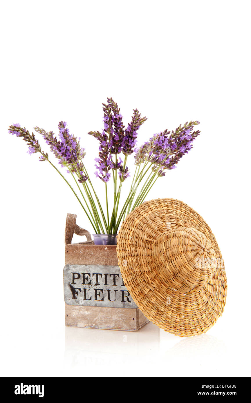 Lavender in French summer Stock Photo - Alamy