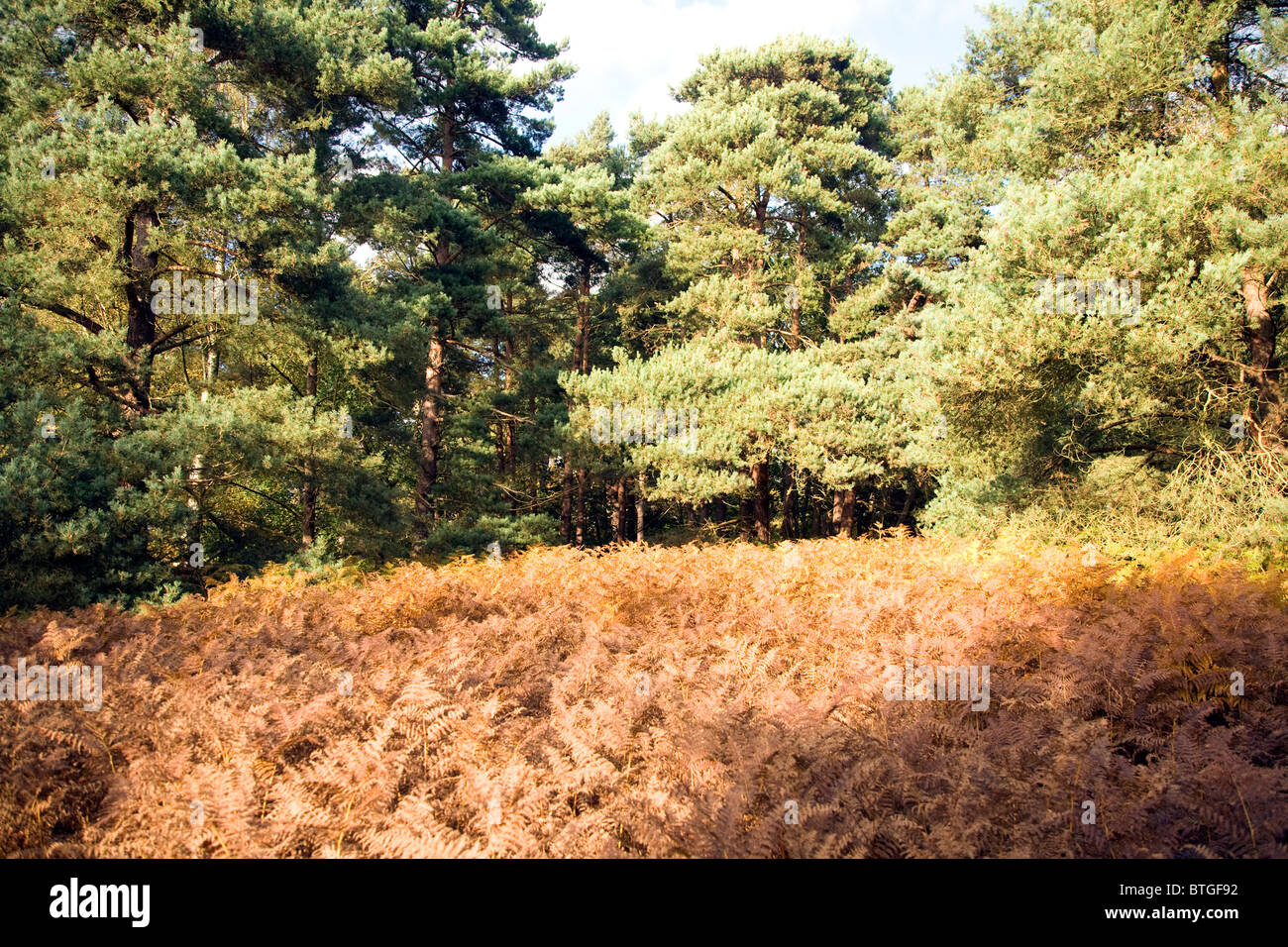 Trees bracken heathland Shottisham Suffolk England Stock Photo - Alamy