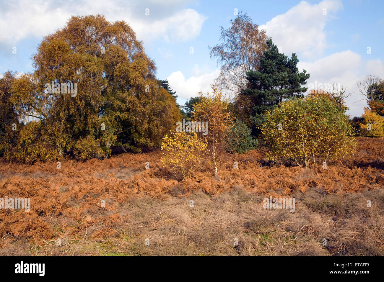 Trees bracken heathland Shottisham Suffolk England Stock Photo - Alamy