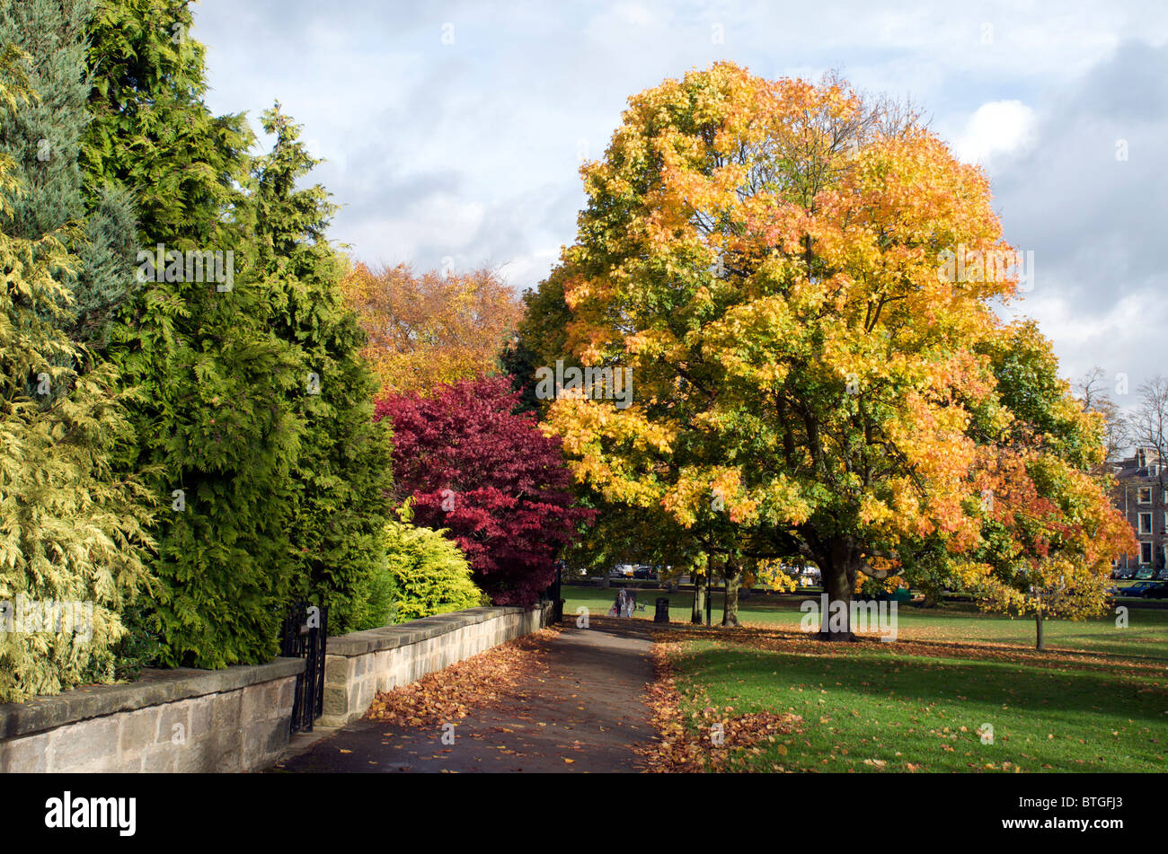 Trees in Autumn on West Park Stray, Harrogate Stock Photo - Alamy