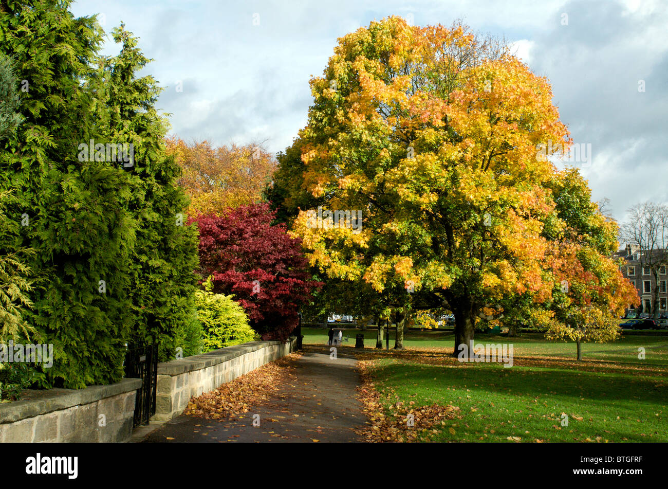 Trees on stray harrogate in hi-res stock photography and images - Alamy