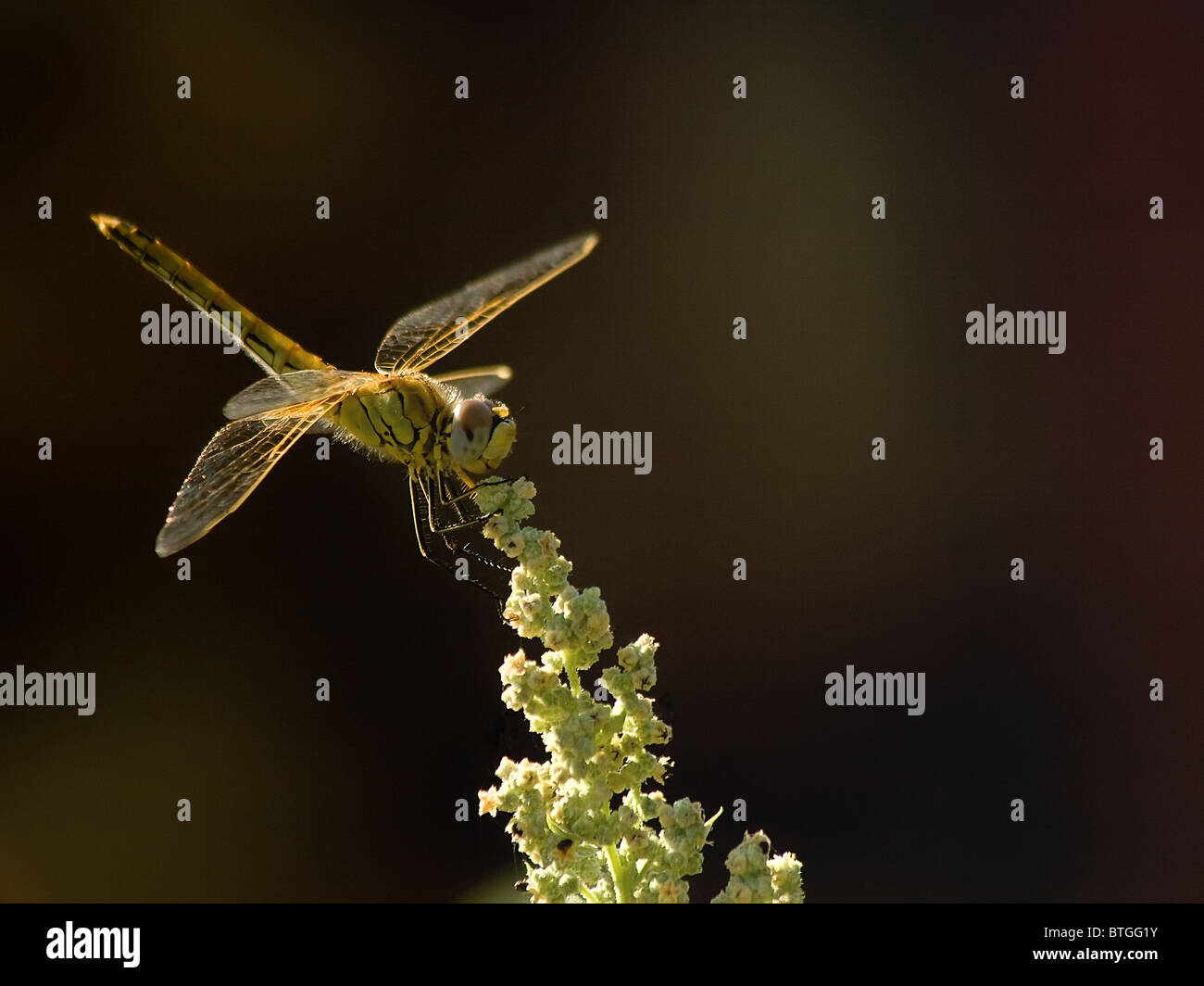 Fly landed on leg hi-res stock photography and images - Alamy