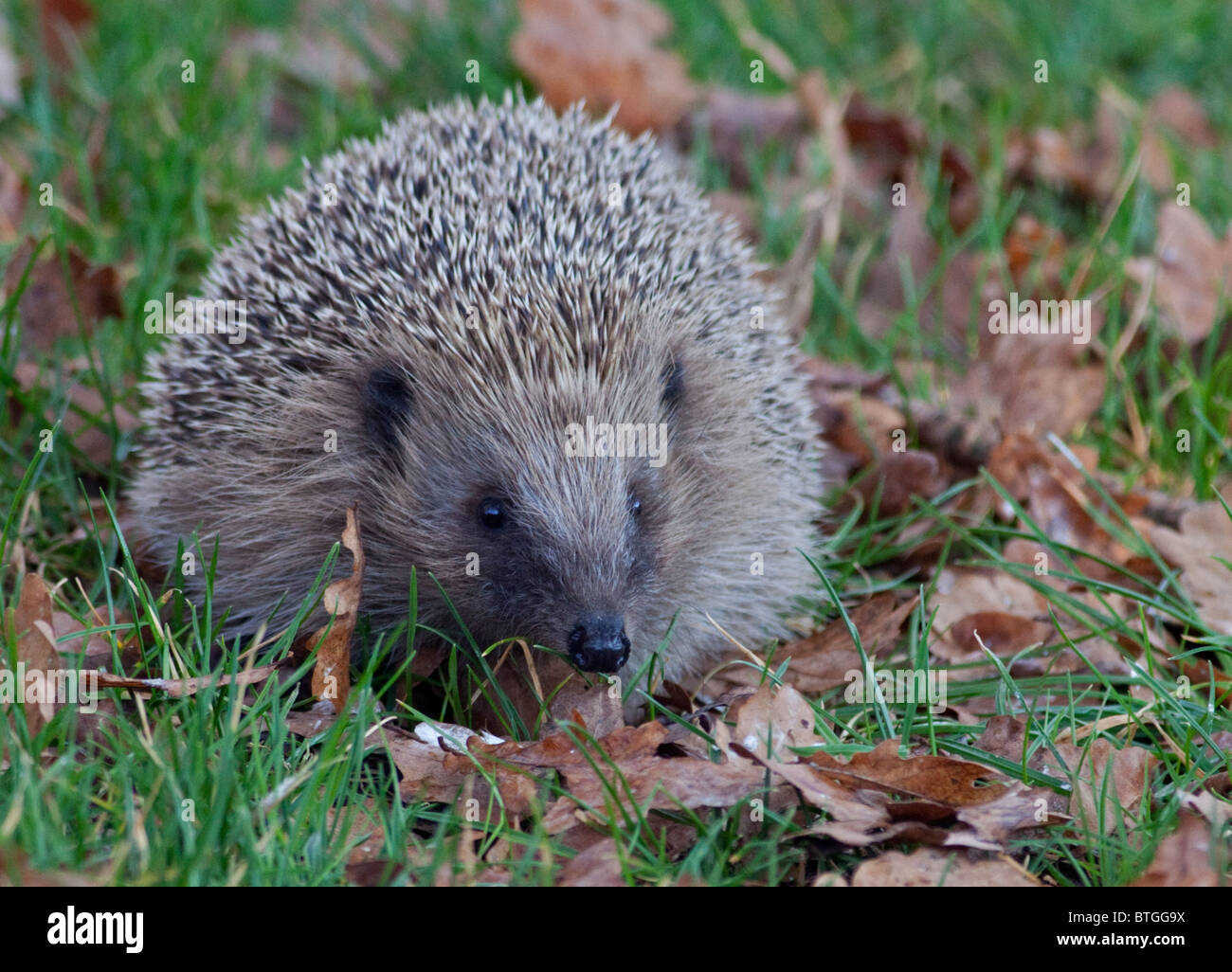 European Hedgehog (Erinaceus europaeus), UK Stock Photo - Alamy