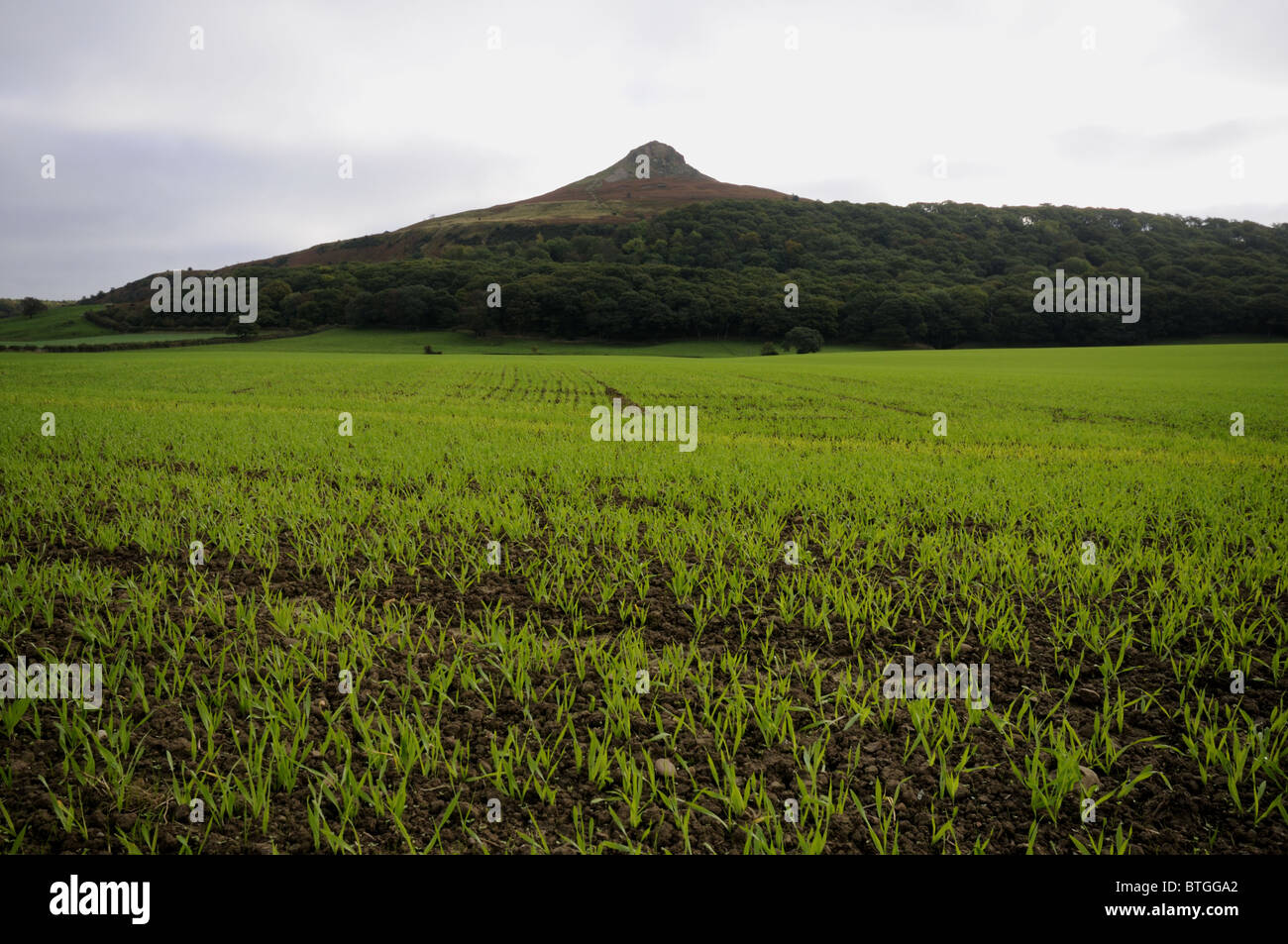 Field leading towards Roseberry Topping in North Yorkshire Stock Photo ...