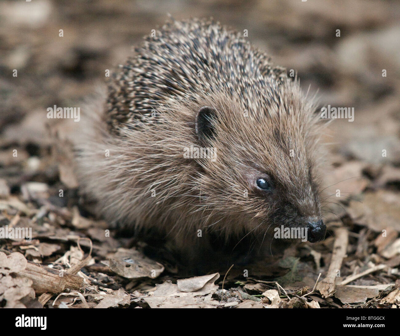 British hedgehogs hi-res stock photography and images - Alamy