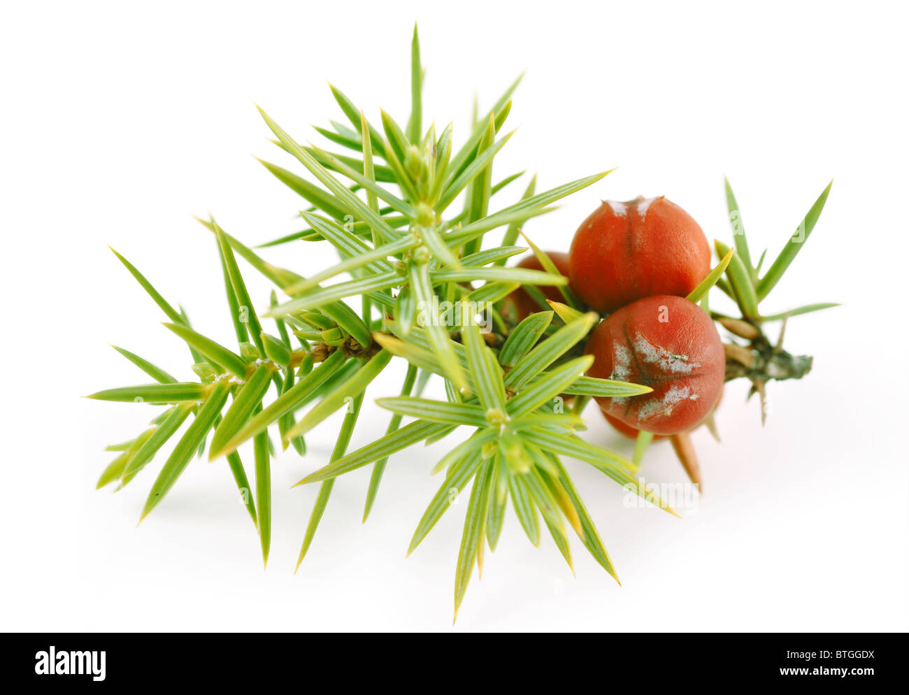 juniper twig on a white background Stock Photo - Alamy
