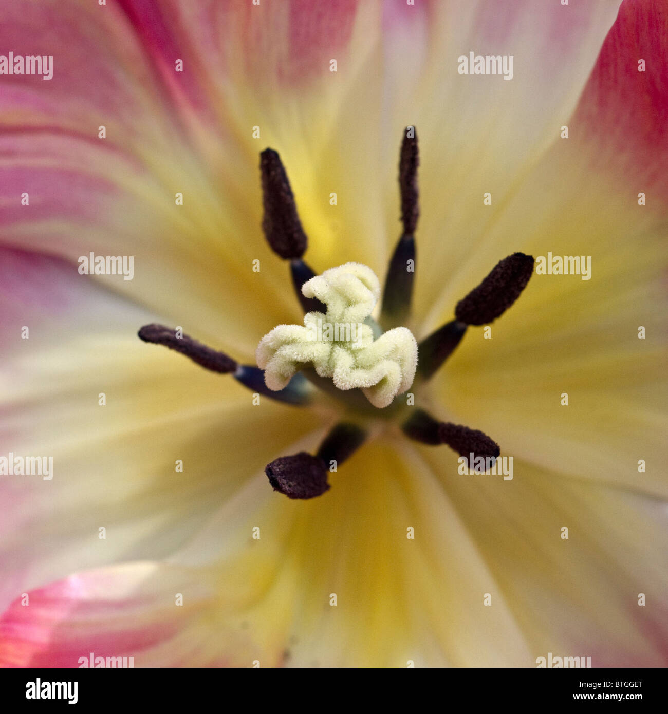 Tulip stamen pistil macro hi-res stock photography and images - Alamy