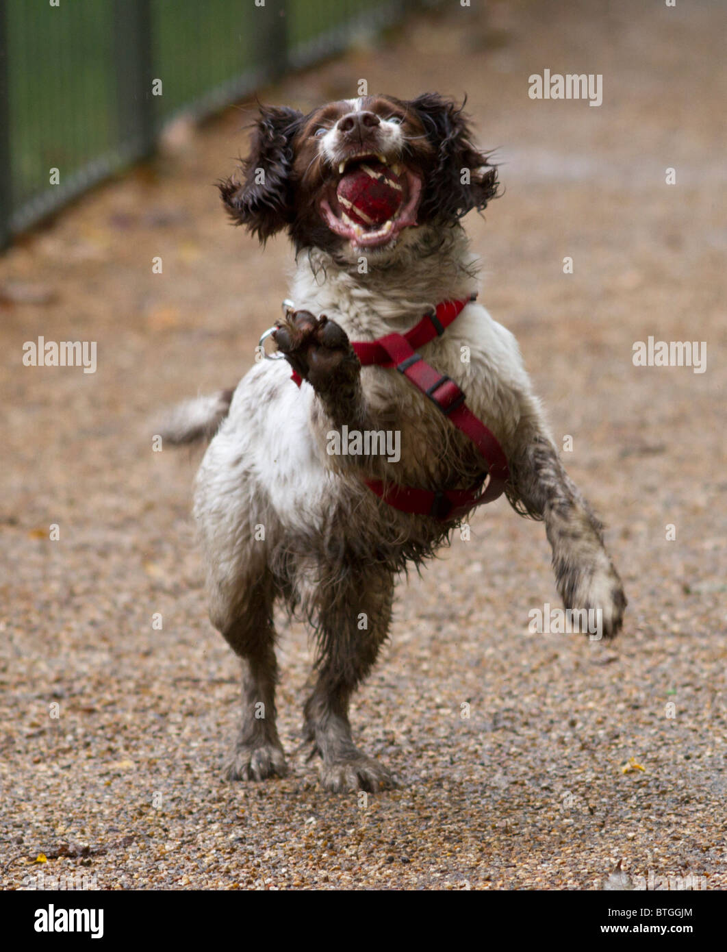 English springer spaniel jumping to catch a red tennis ball Stock Photo ...