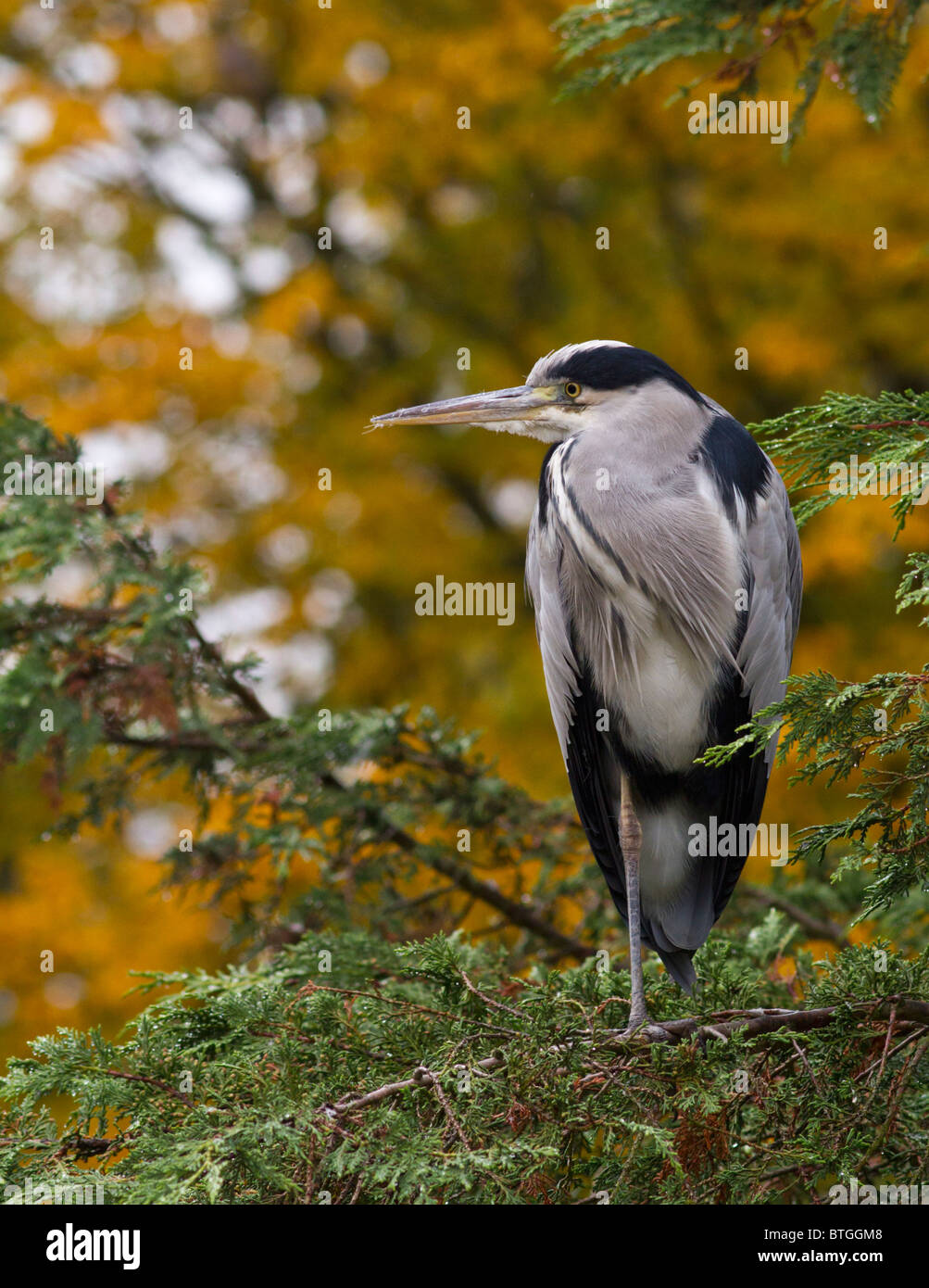 Grey heron standing on one leg hi-res stock photography and images - Alamy