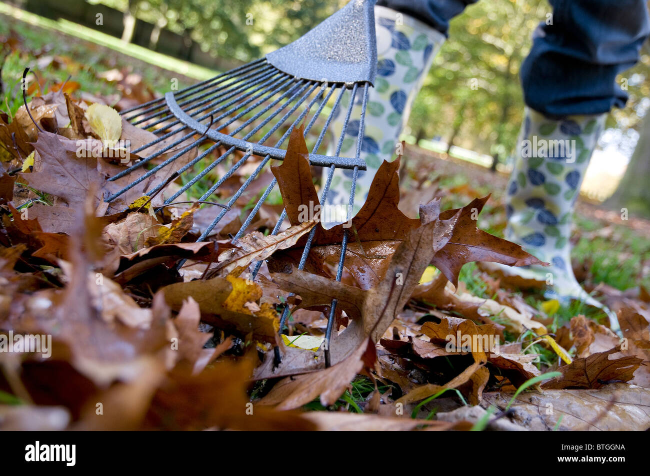 person gathering up autumn leaves with garden leaf rake Stock Photo - Alamy