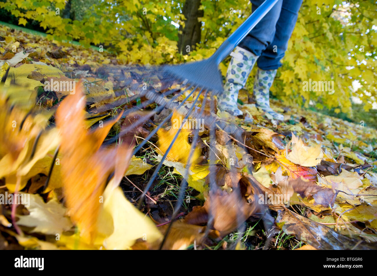 person gathering up autumn leaves with garden leaf rake Stock Photo - Alamy