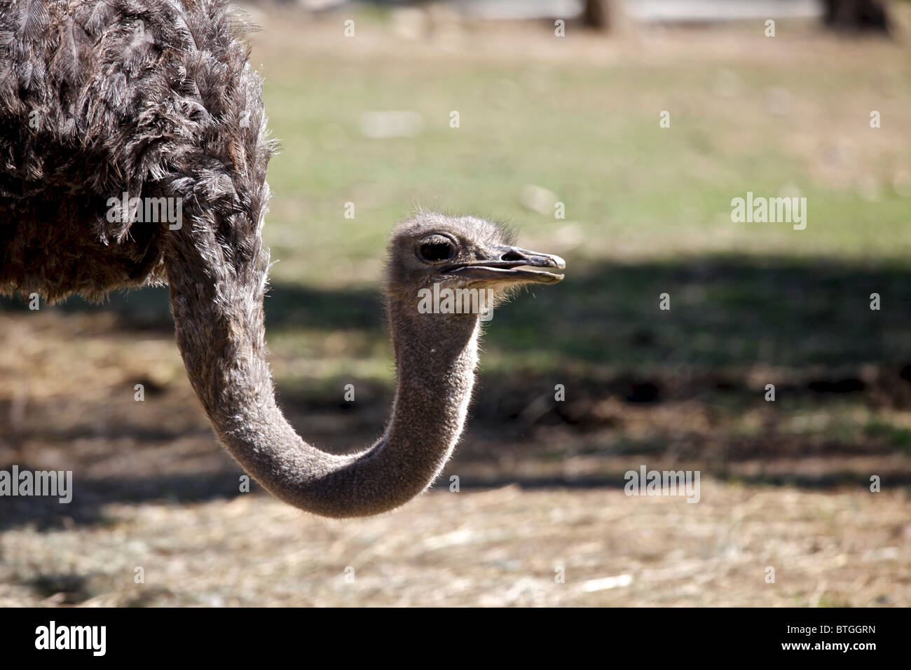 A curious ostrich Stock Photo - Alamy