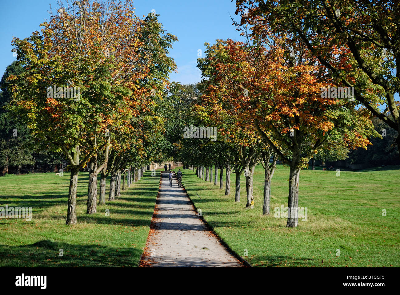 wollaton park autumn trees nottingham england uk Stock Photo - Alamy