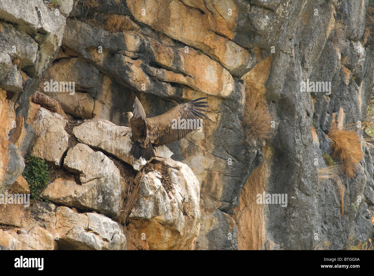 Griffon Vulture landing in nest site on rock face Stock Photo - Alamy