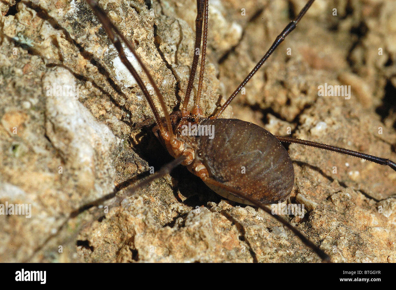daddy long legs particular Stock Photo - Alamy