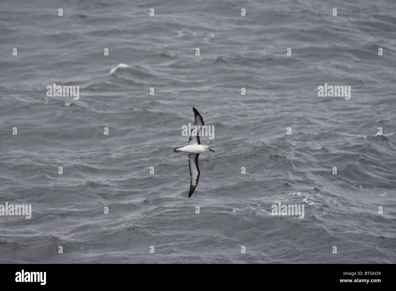 Nosed albatross hi-res stock photography and images - Alamy