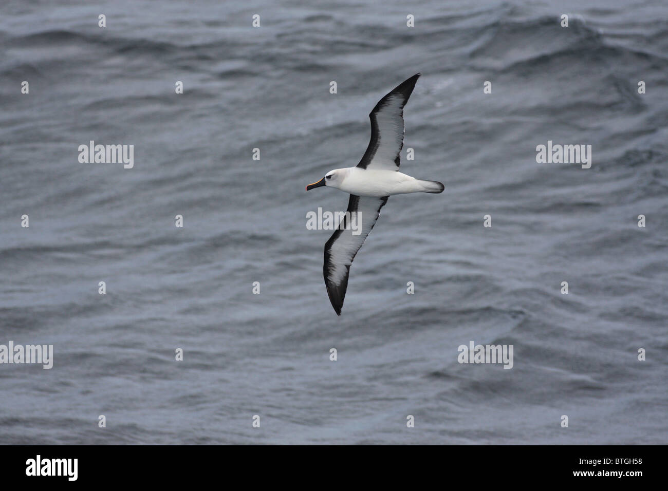 Nosed albatross hi-res stock photography and images - Alamy