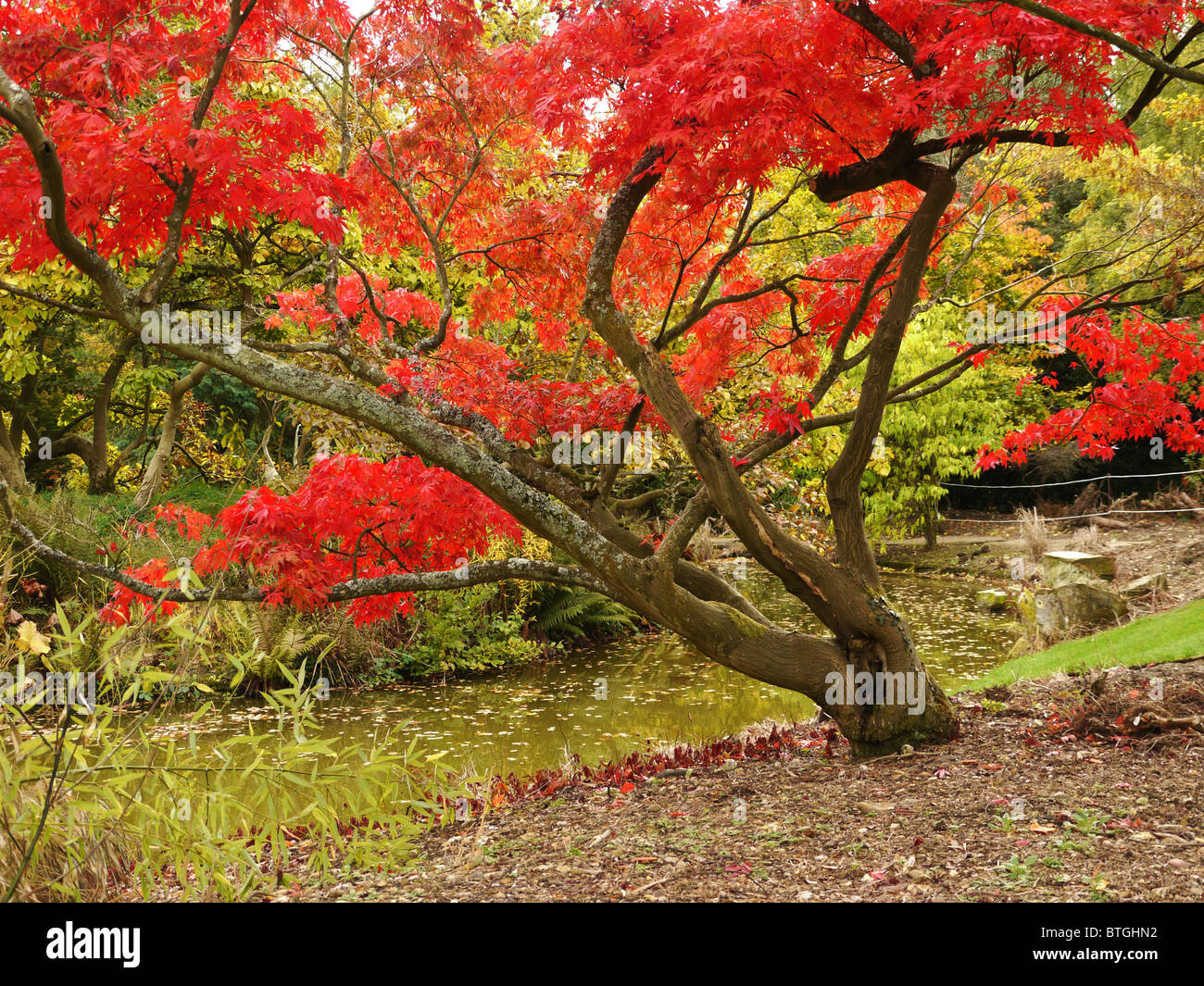 Autumn colour under a Maple tree, Cliveden Country Estate, Bucks, UK ...