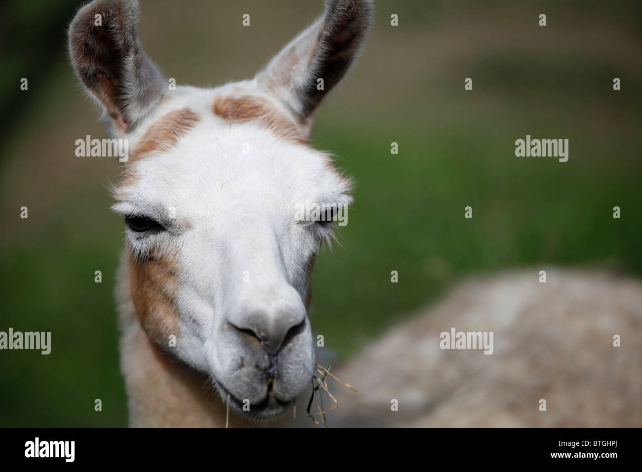 Closeup of llama hi-res stock photography and images - Alamy