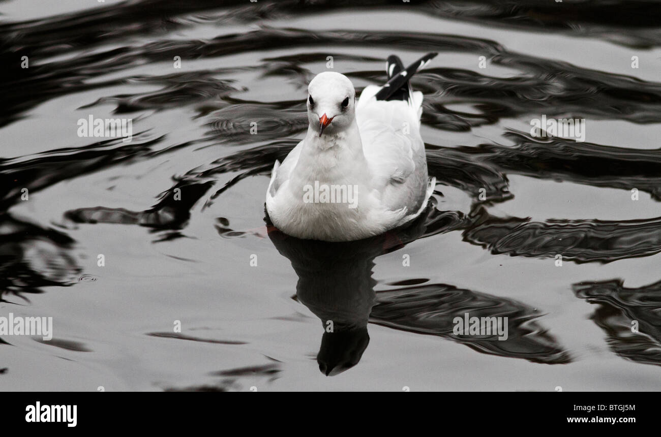Seagull floating on water, the colours and contrast digitally altered ...