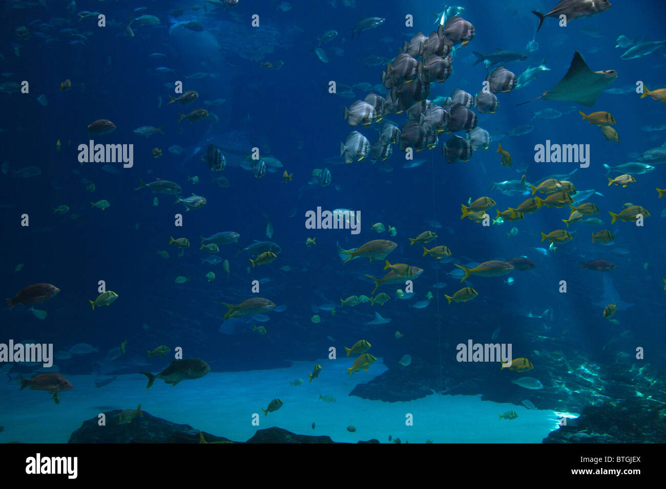 Whale shark georgia aquarium hi-res stock photography and images - Alamy