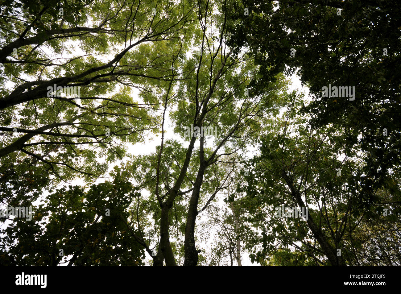 View looking up at Tree Canopy Stock Photo - Alamy