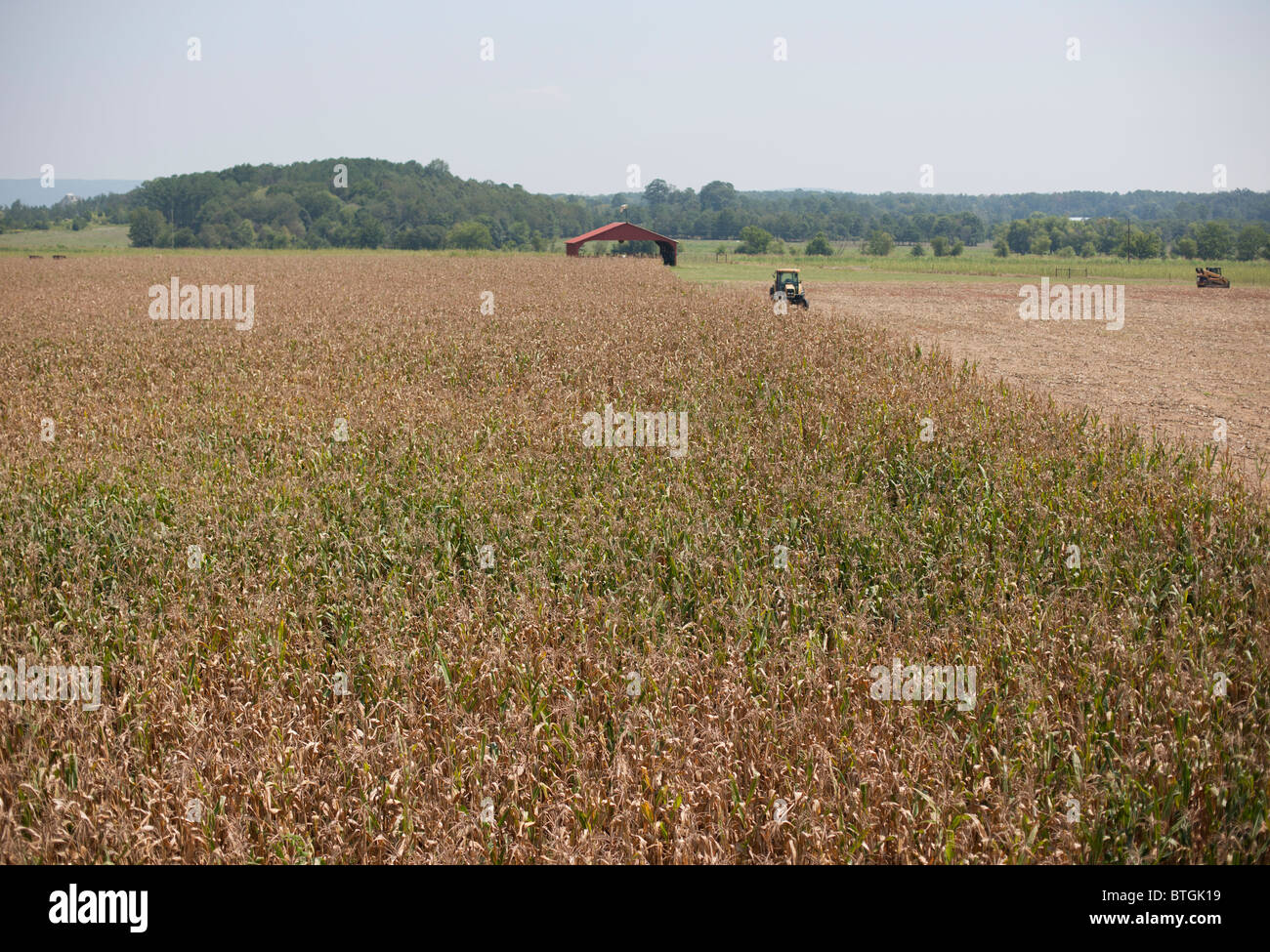 corn farming in Gerogia, USA Stock Photo - Alamy