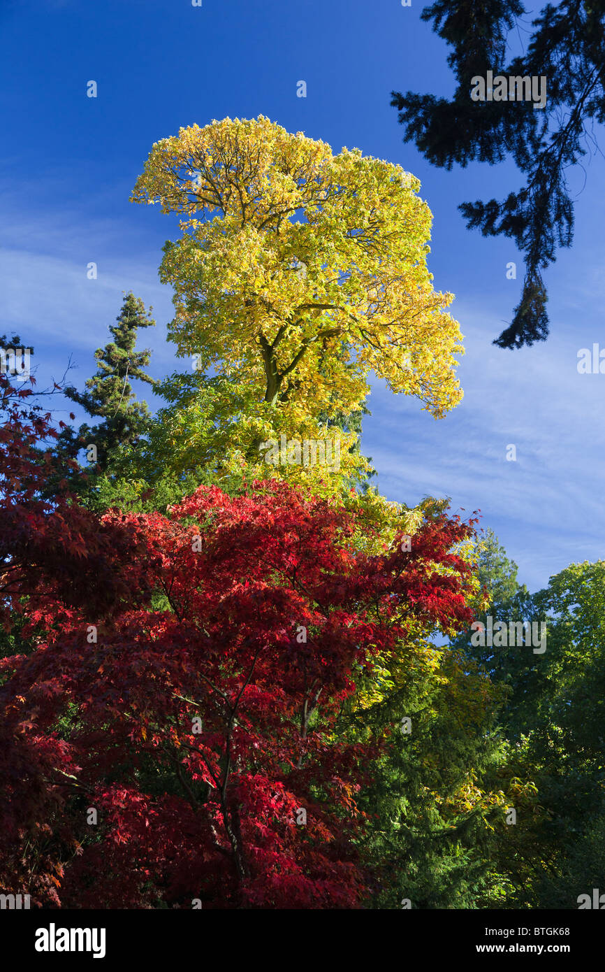 Incandescent Autumn colours in the Maple Glade - Old Westonbirt ...
