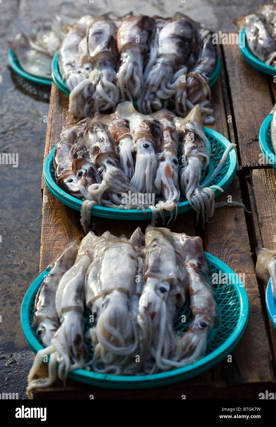 Freshly Caught Squid at Jagalchi Fish Market Busan South Korea Stock ...