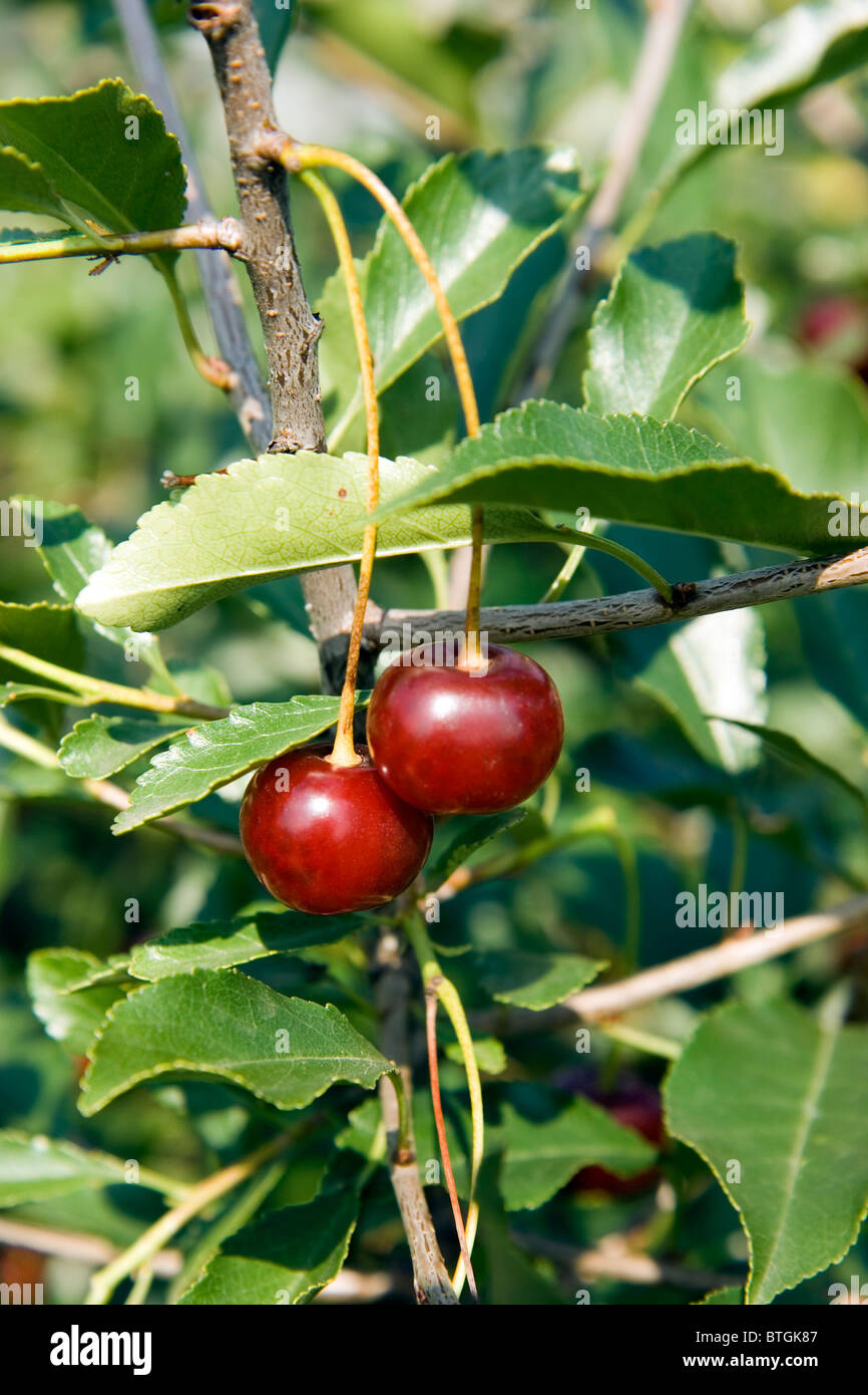 Photo of two berries of a cherry close up Stock Photo - Alamy