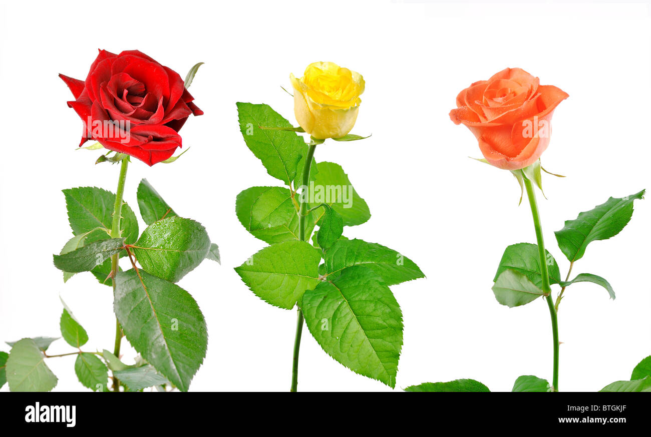 three roses with green leaves on a white background Stock Photo - Alamy