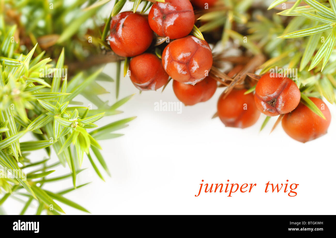 juniper twig on a white background Stock Photo - Alamy